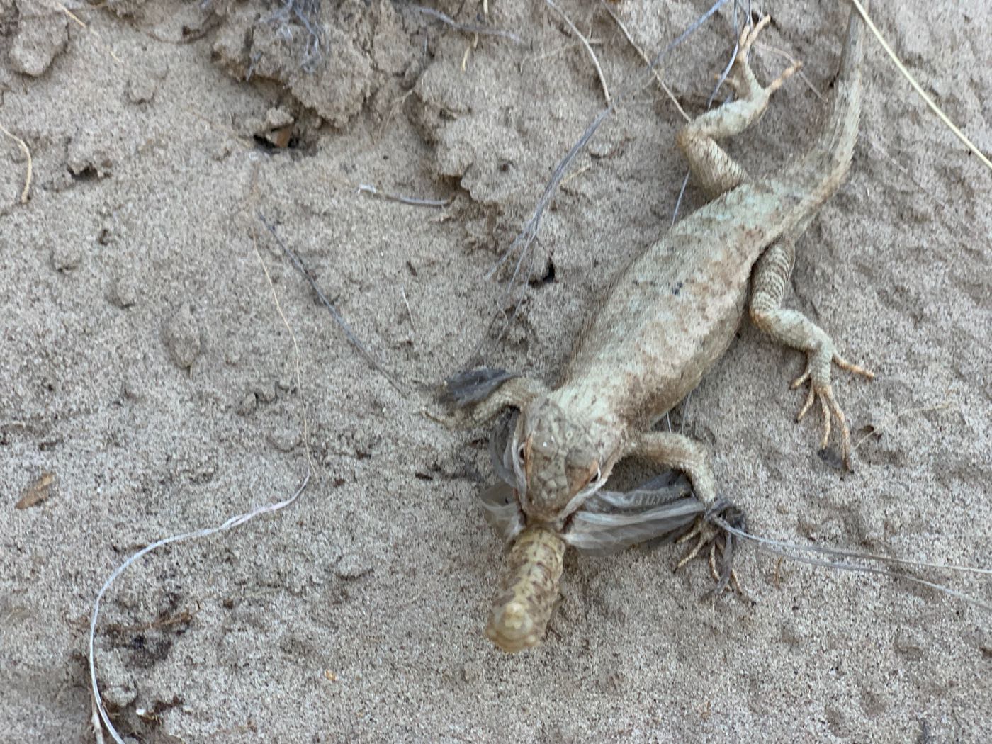 Deso Gray Raft Trip | Tory and Tegan